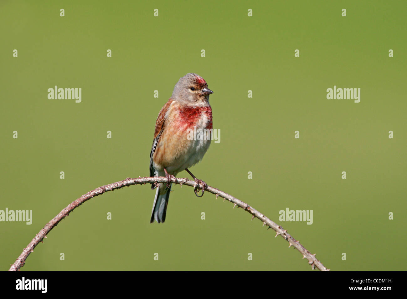 Linnet uk hi-res stock photography and images - Alamy