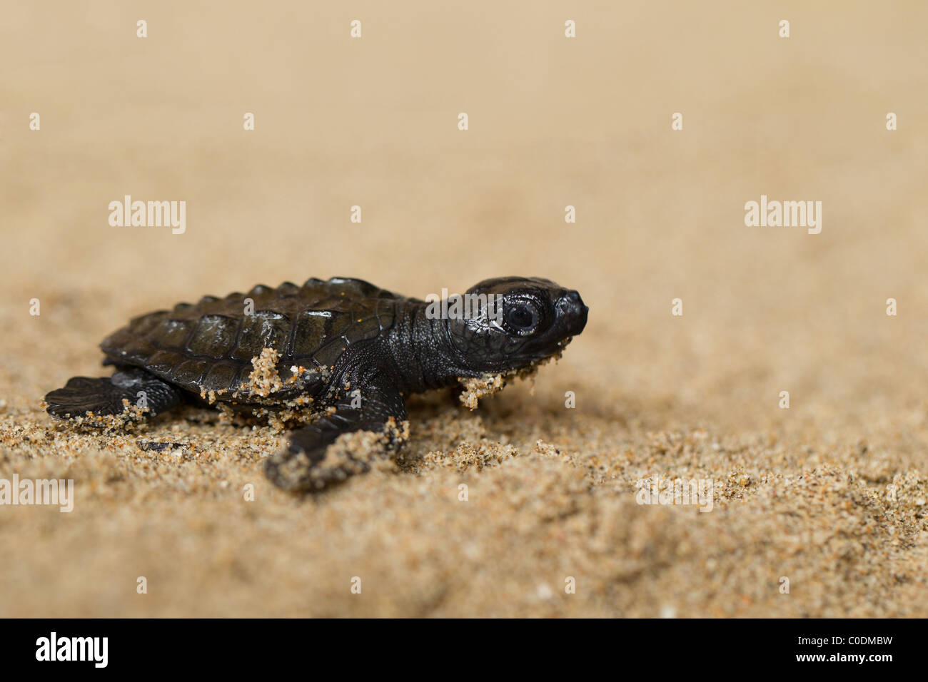 Baby Turtle On The Beach Struggling To Reach The Ocean Stock Photo - Alamy