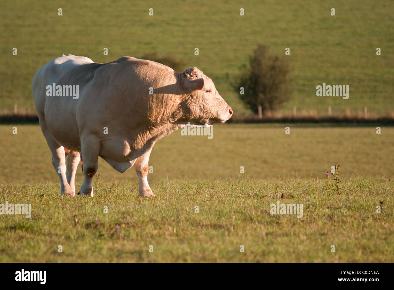 Bull neck hi-res stock photography and images - Alamy