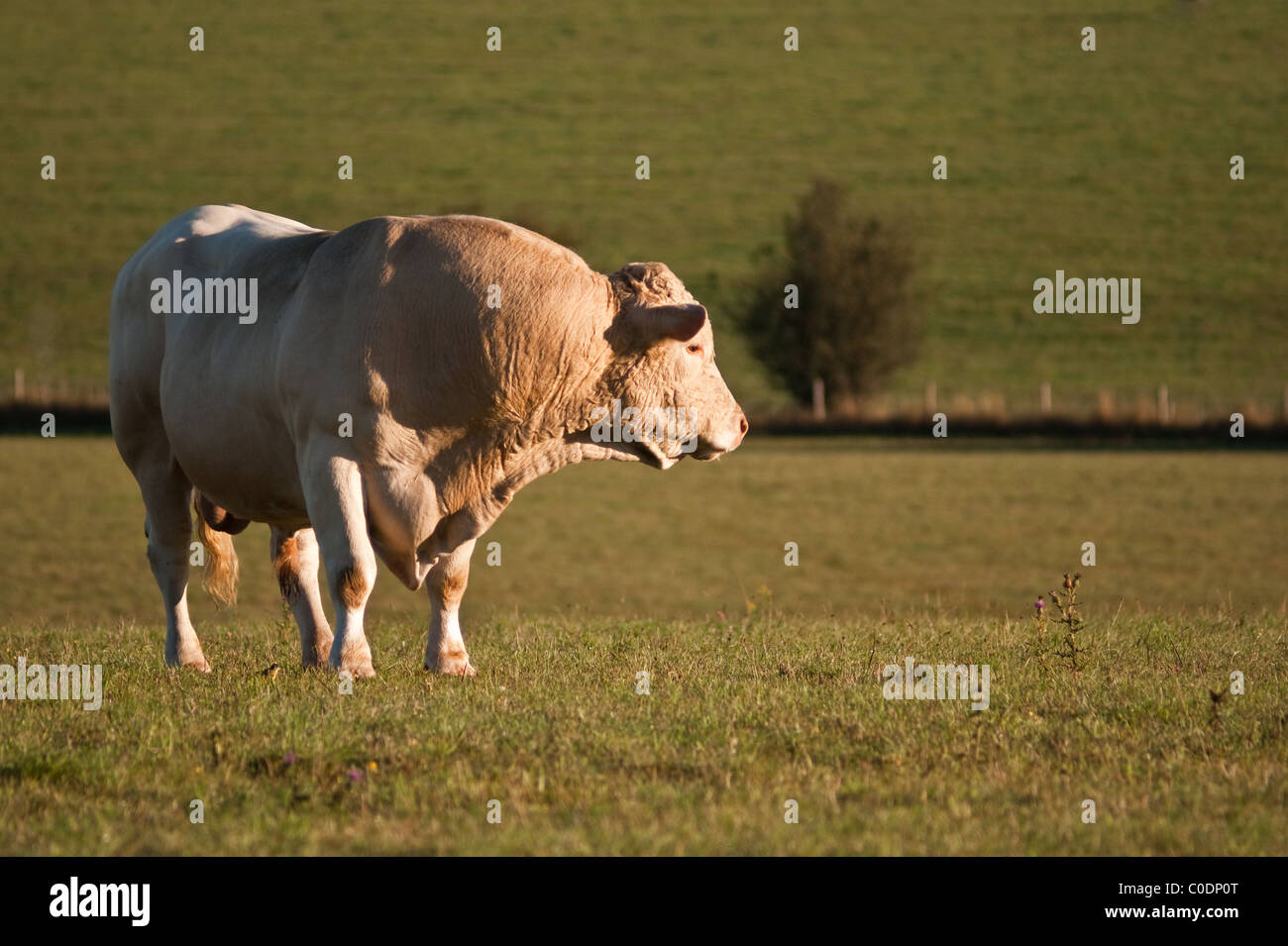 Bull neck hi-res stock photography and images - Alamy