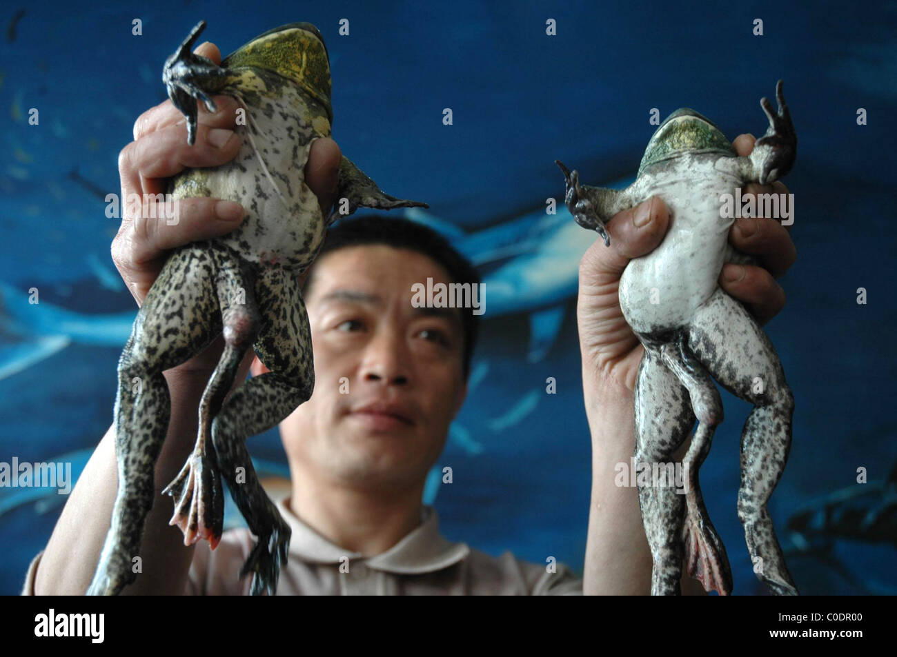 FIVE LEGGED FROGS Spare a thought for these amphibians - with an extra ...