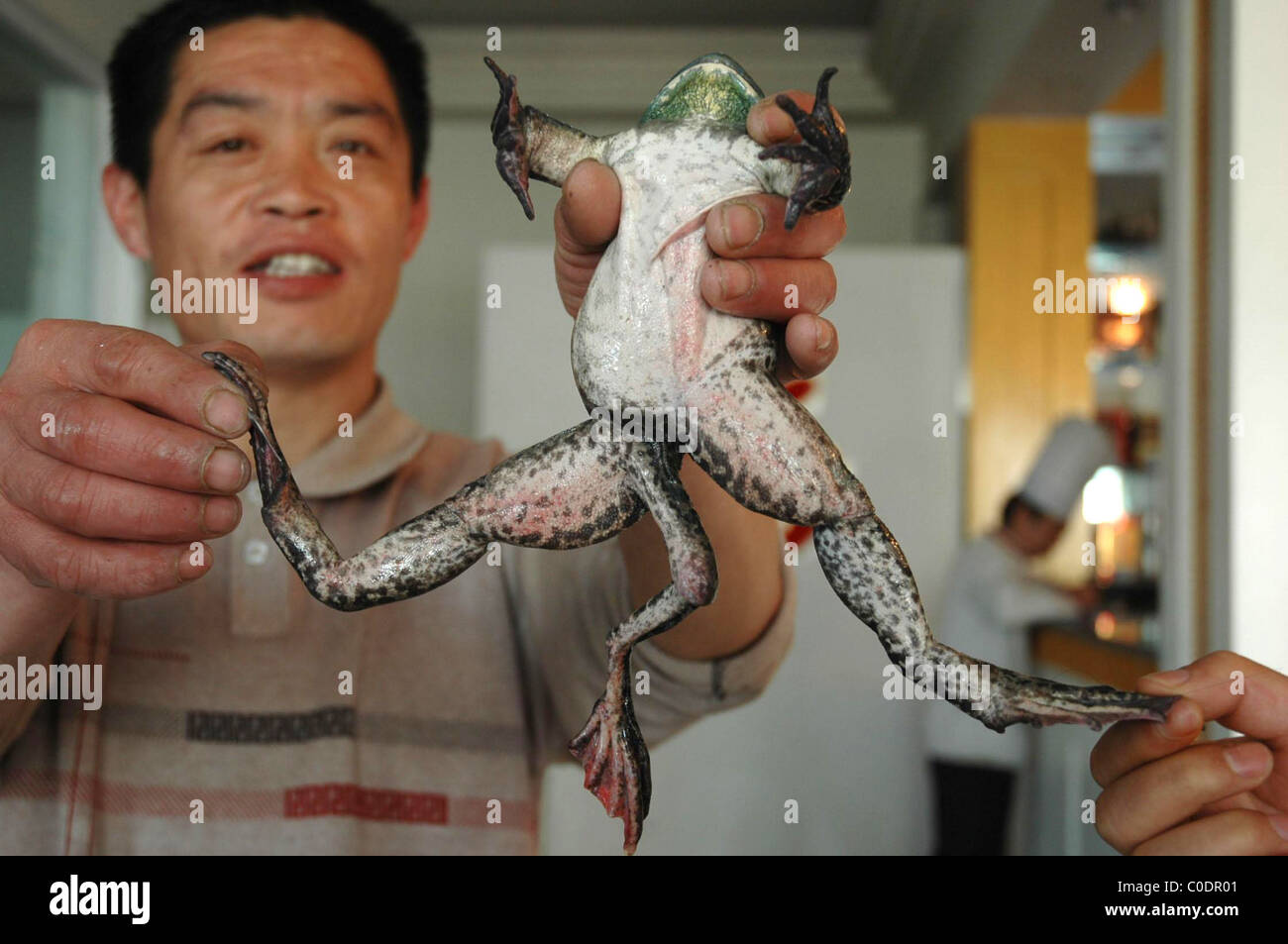 FIVE LEGGED FROGS Spare a thought for these amphibians - with an extra ...