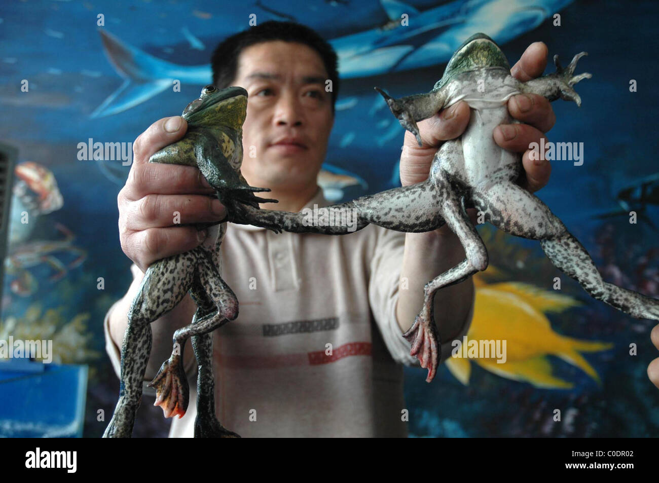 FIVE LEGGED FROGS Spare a thought for these amphibians - with an extra ...