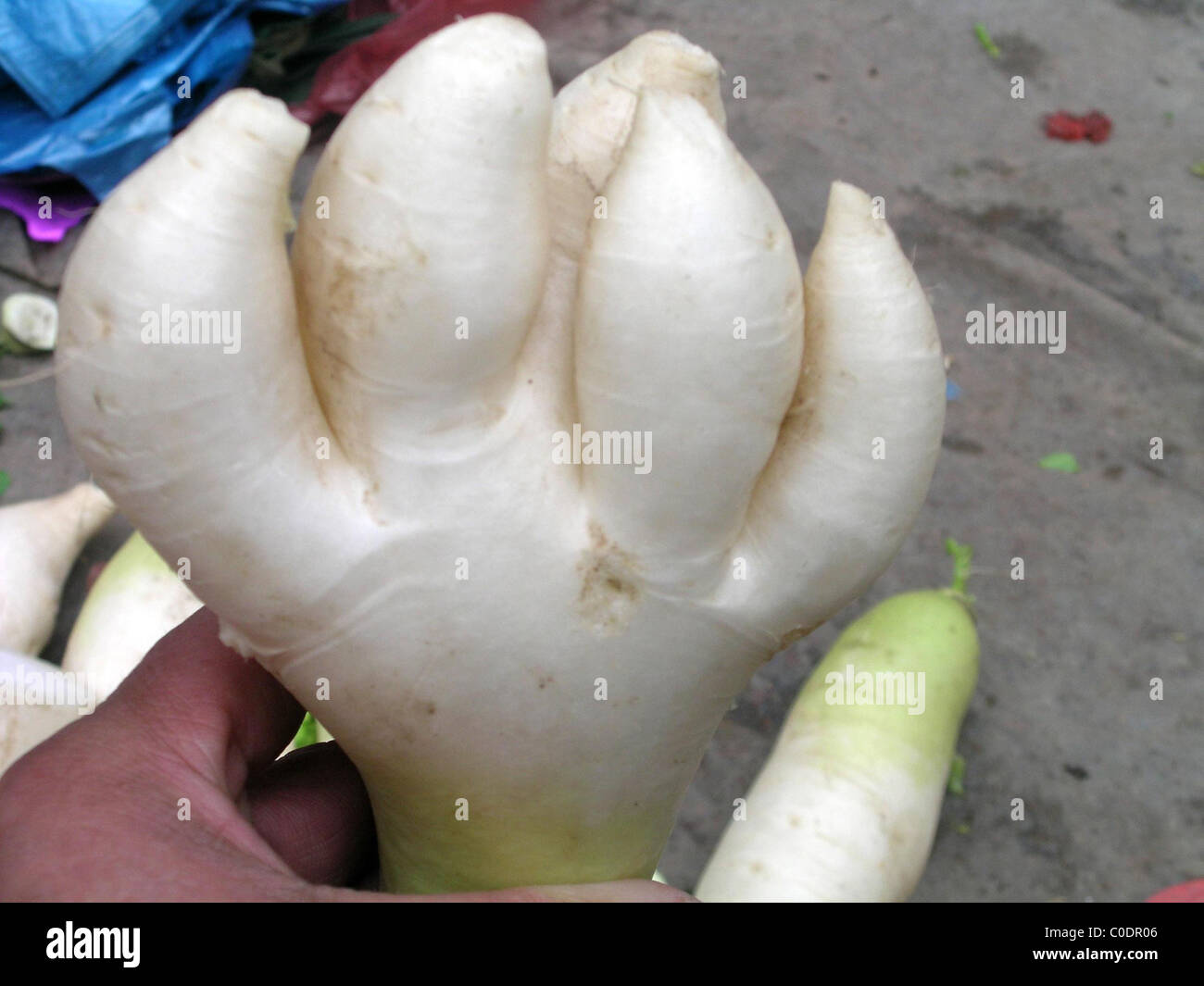 BUDDHA-SHAPED RADISH This odd-shaped radish has attracted hundreds of ...