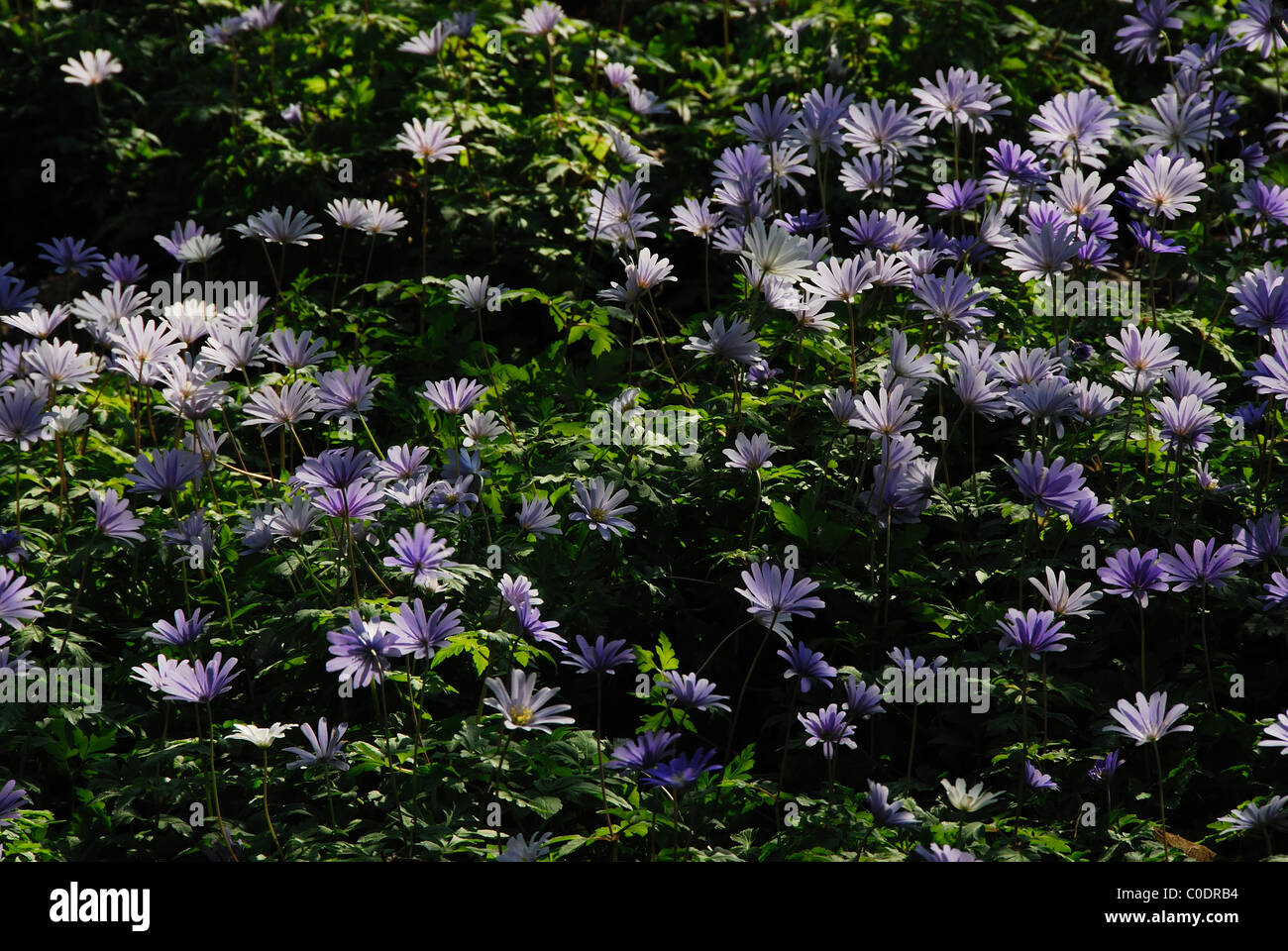 Anemones flowering in woodland in spring. Gloucestershire; UK April ...