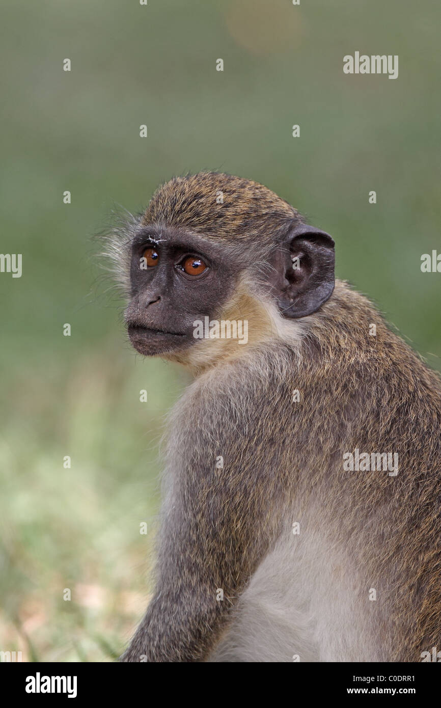 Green Monkey or Callithrix Monkey (Chlorocebus sabaeus Stock Photo - Alamy