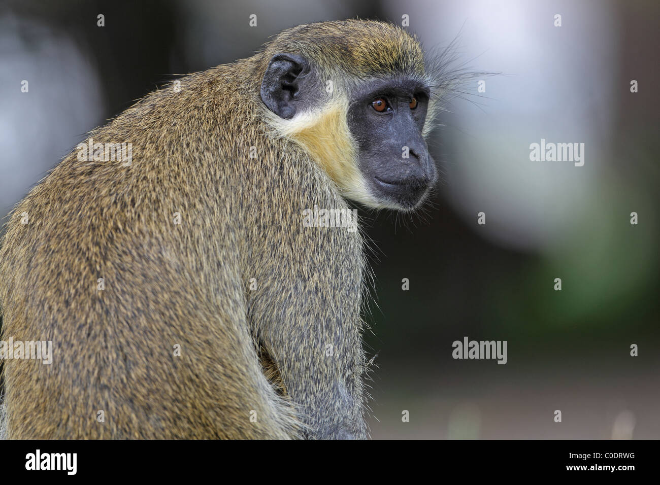 Green Monkey or Callithrix Monkey (Chlorocebus sabaeus Stock Photo - Alamy