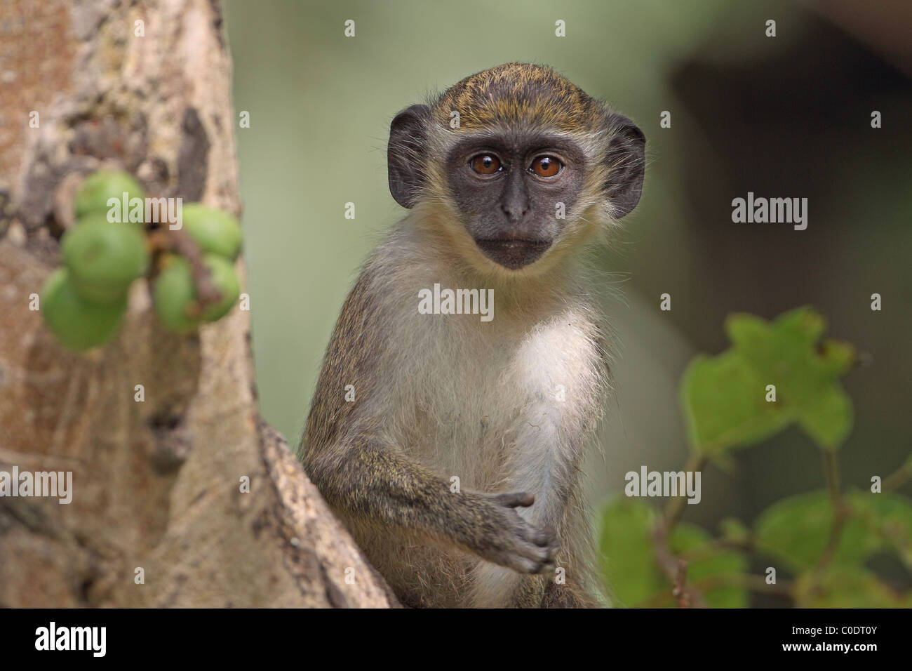 Chlorocebus Sabaeus High Resolution Stock Photography and Images - Alamy