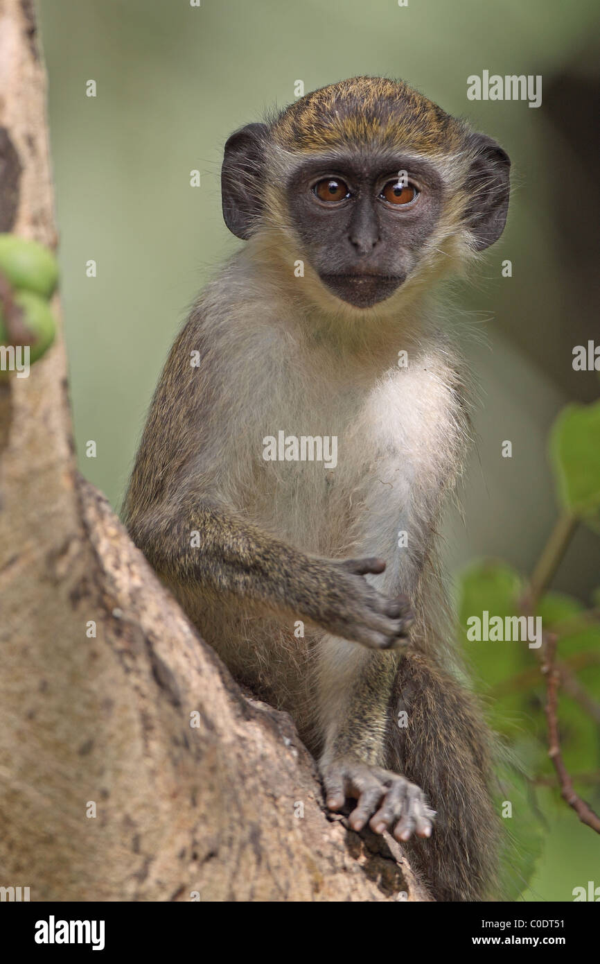 Chlorocebus sabaeus hi-res stock photography and images - Alamy