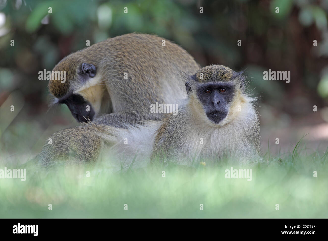 Green Monkey or Callithrix Monkey (Chlorocebus sabaeus Stock Photo - Alamy
