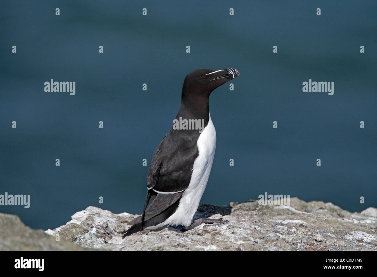 Razorbill (Alca torda) on clifftop, Puffin Island, North Wales, UK ...