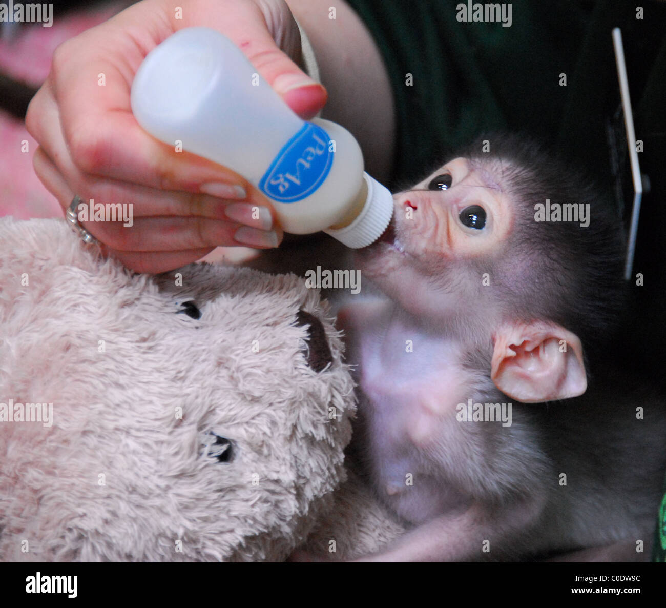 NEWBORN ENDANGERED MONKEY FINDS COMFORT IN TEDDY BEAR A critically ...