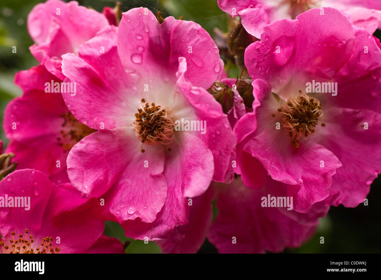 Wild Rose flowers with raindrops Stock Photo - Alamy
