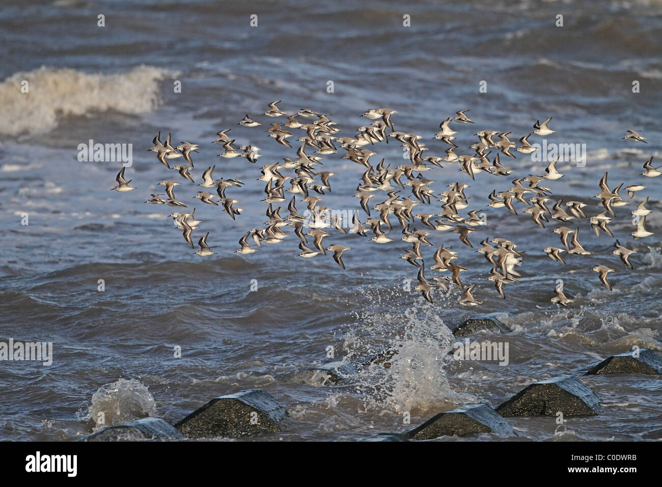 Sanderling (Calidris alba) flock in flight, Liverpool Bay, UK, January ...