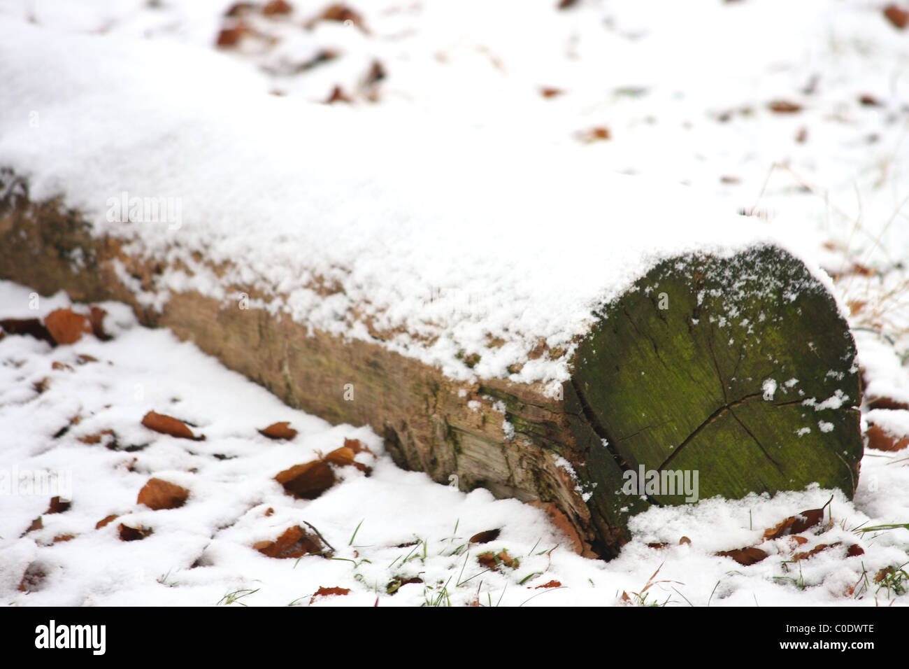 A wood log branch covered in snow, laying on the ground from a fallen ...