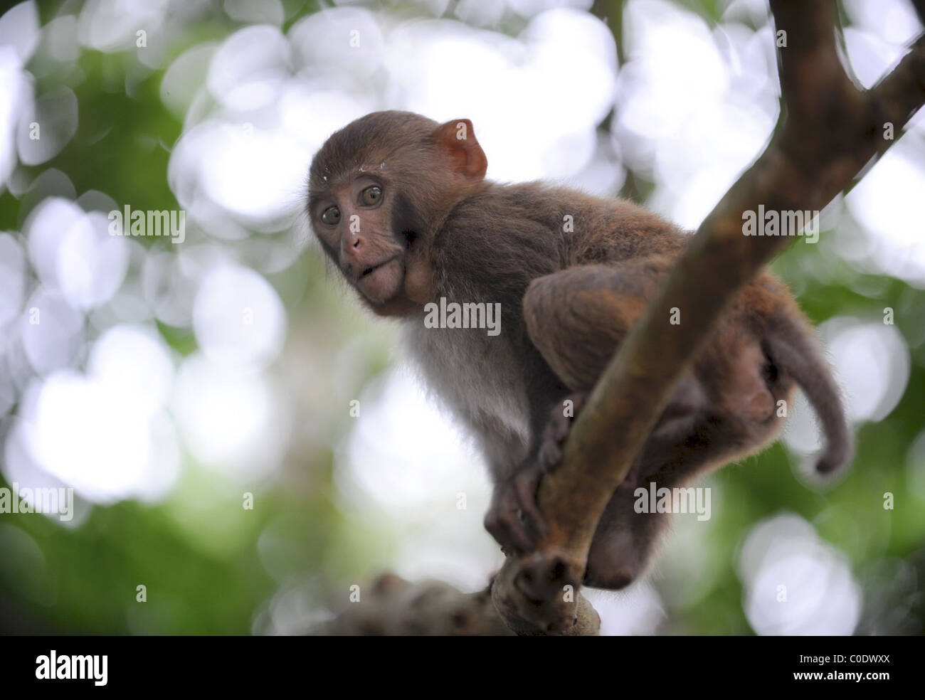 MONKEY BUSINESS A family of monkeys explore their new home. The wild ...