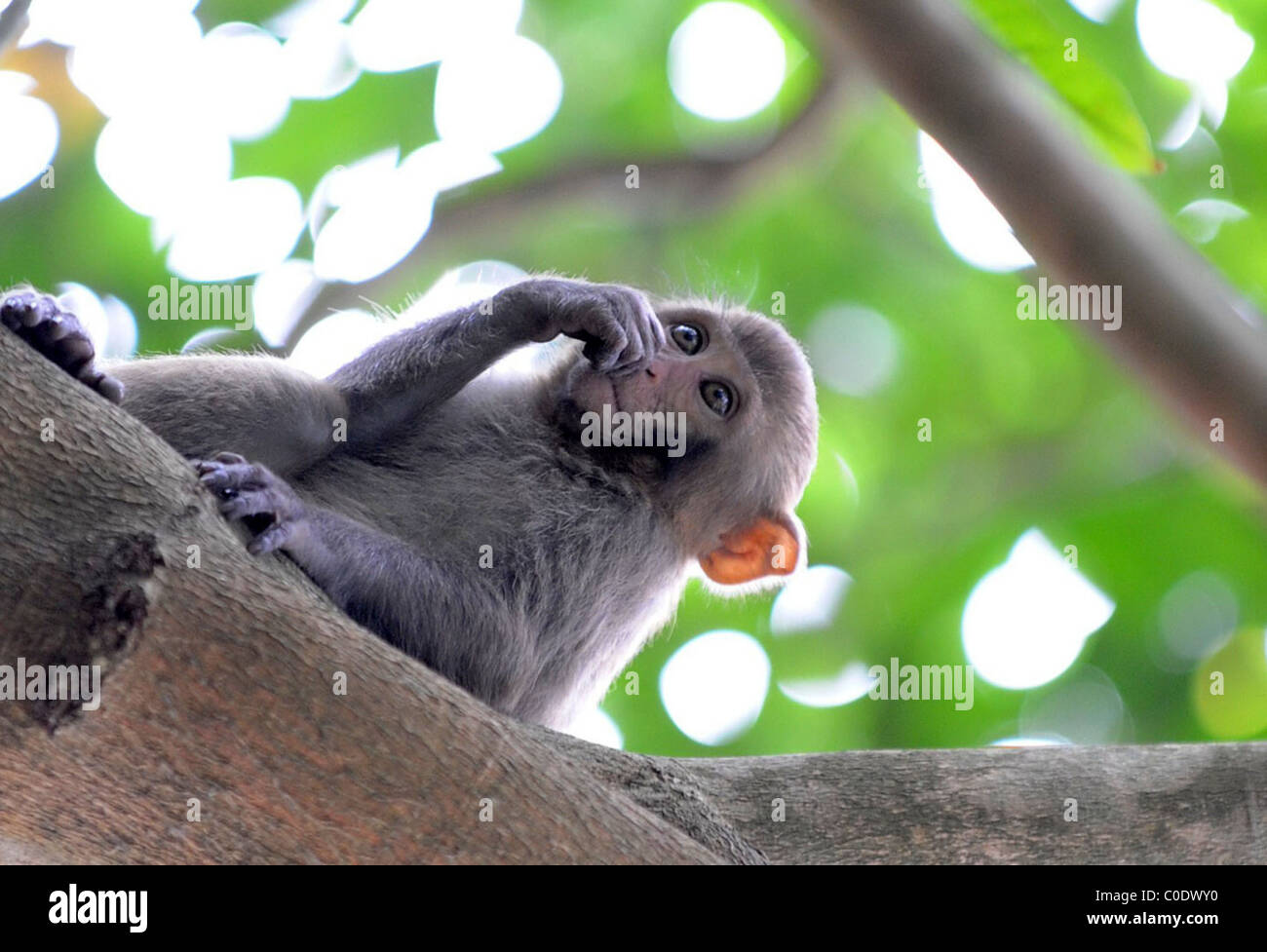 MONKEY BUSINESS A family of monkeys explore their new home. The wild ...