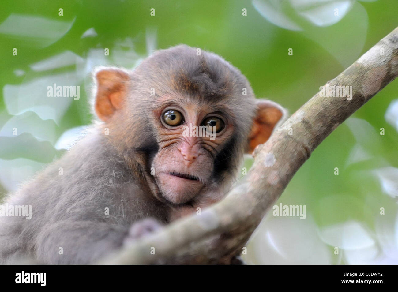 MONKEY BUSINESS A family of monkeys explore their new home. The wild ...