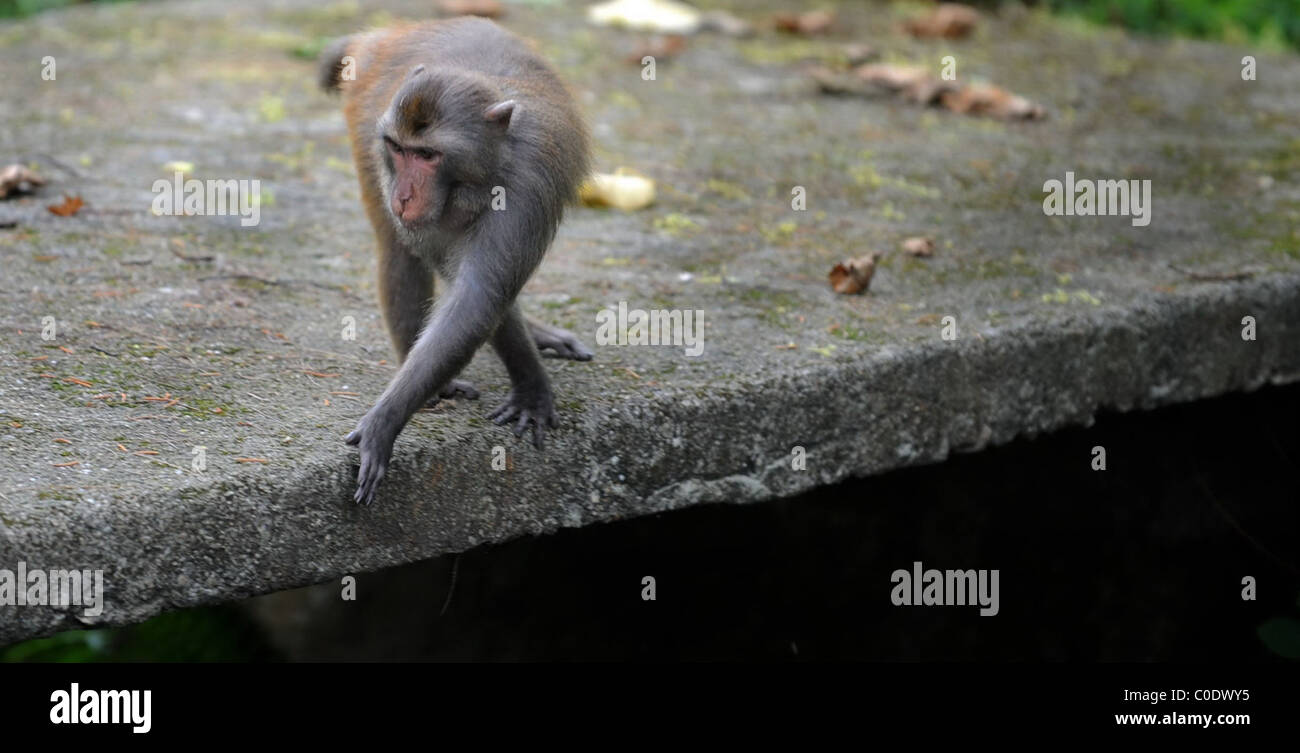 MONKEY BUSINESS A family of monkeys explore their new home. The wild ...