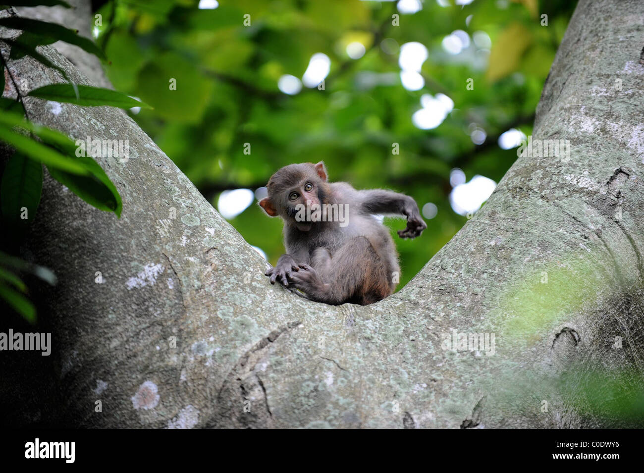 MONKEY BUSINESS A family of monkeys explore their new home. The wild ...