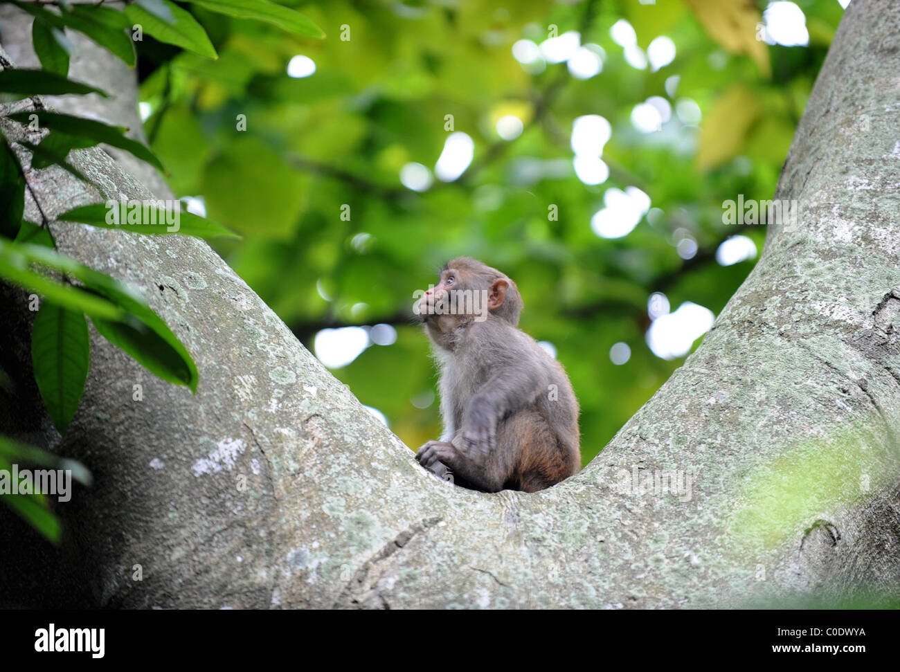 MONKEY BUSINESS A family of monkeys explore their new home. The wild ...