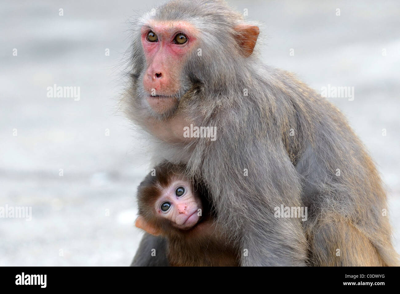 Short tailed monkey hi-res stock photography and images - Alamy