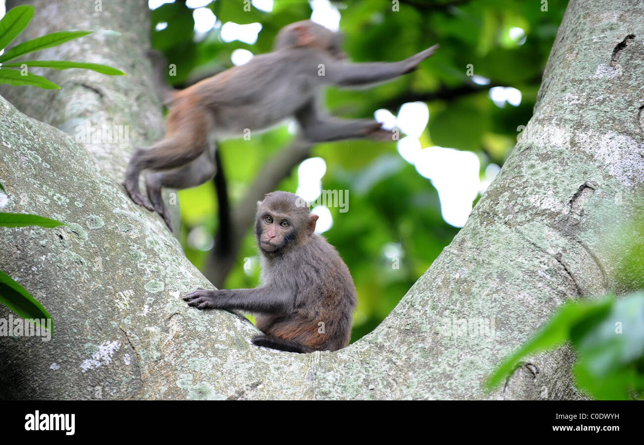 MONKEY BUSINESS A family of monkeys explore their new home. The wild ...