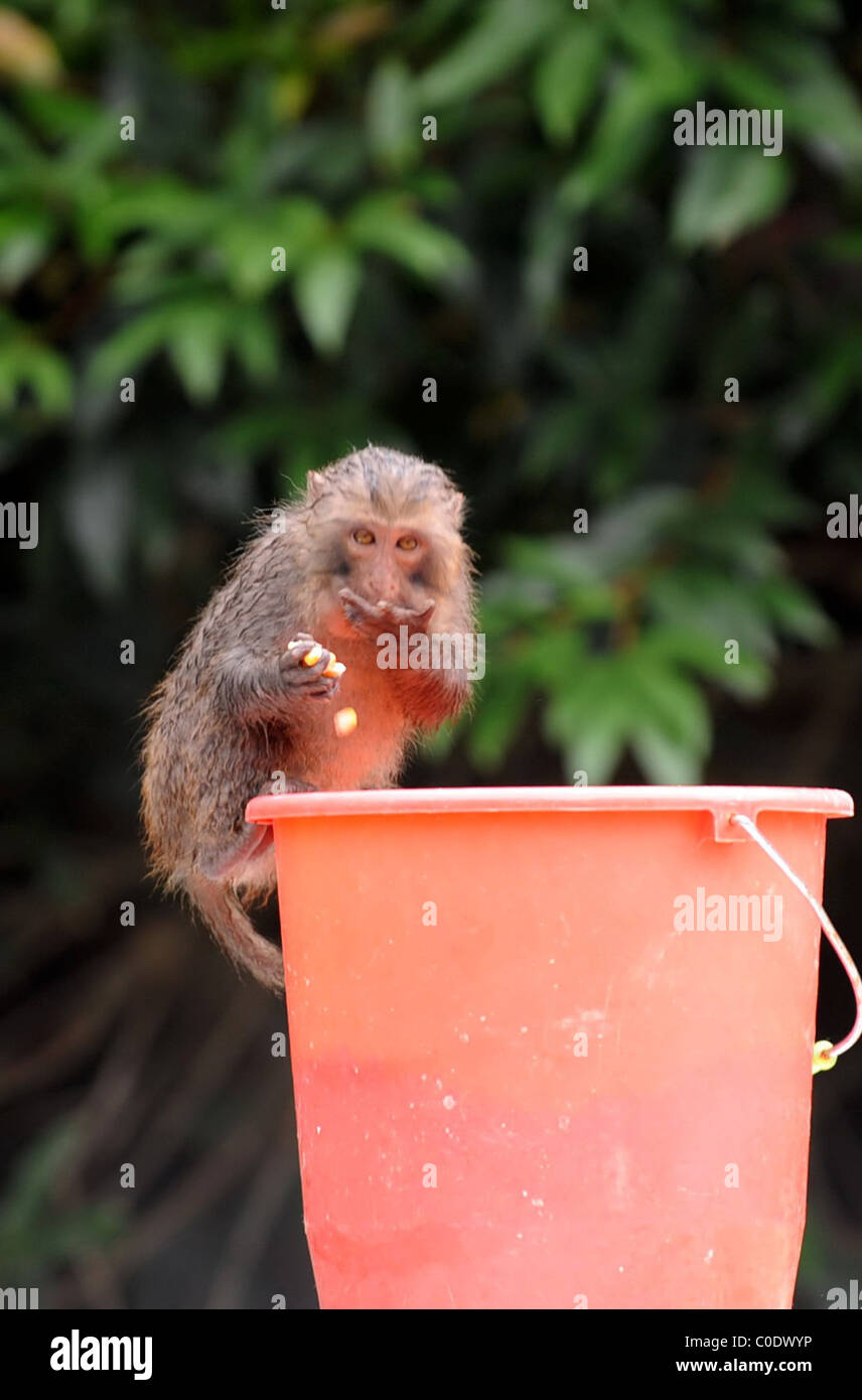 MONKEY BUSINESS A family of monkeys explore their new home. The wild ...