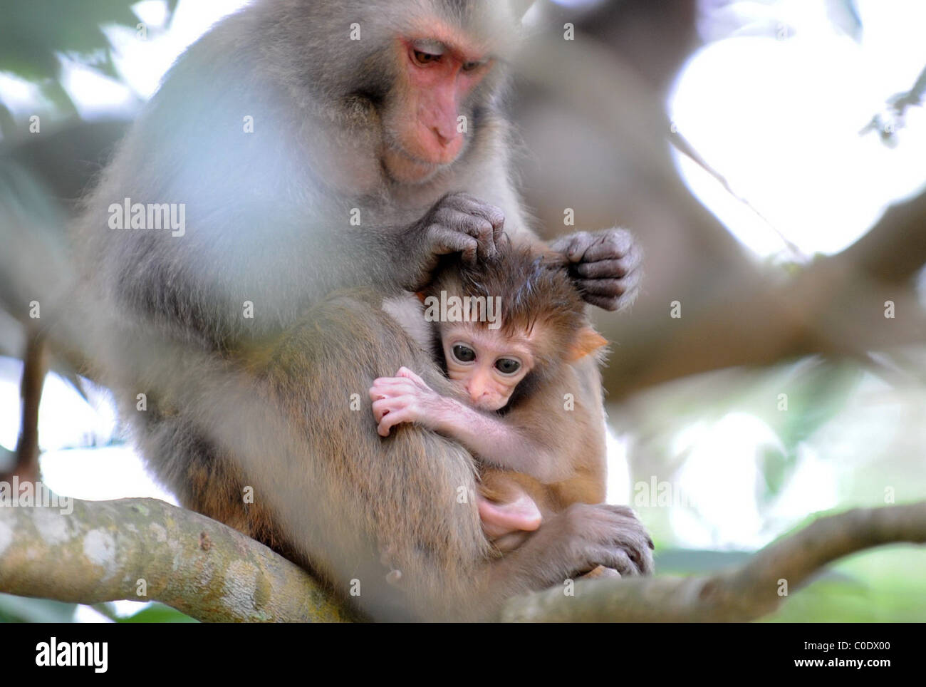 MONKEY BUSINESS A family of monkeys explore their new home. The wild ...