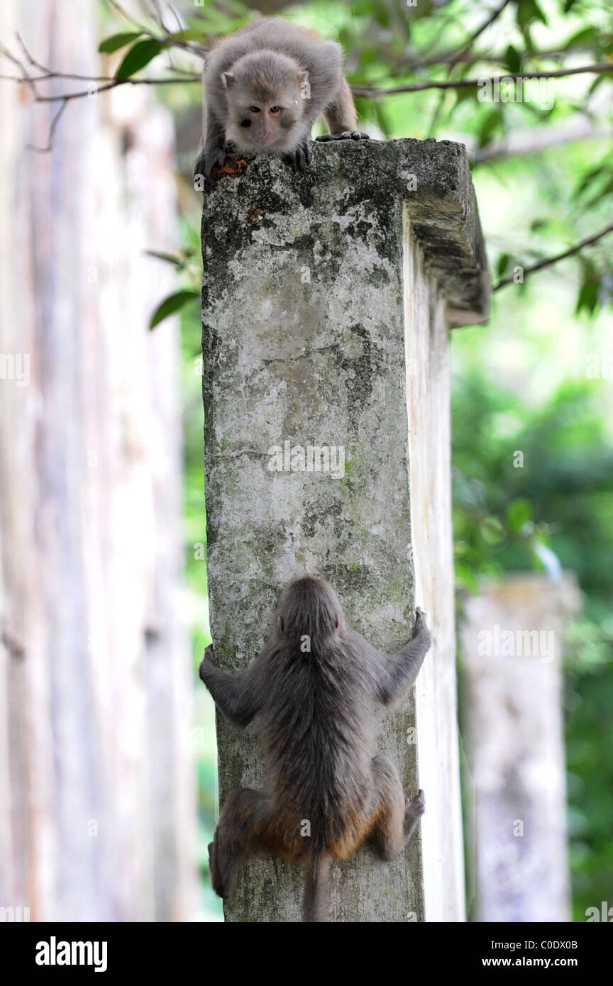 MONKEY BUSINESS A family of monkeys explore their new home. The wild ...