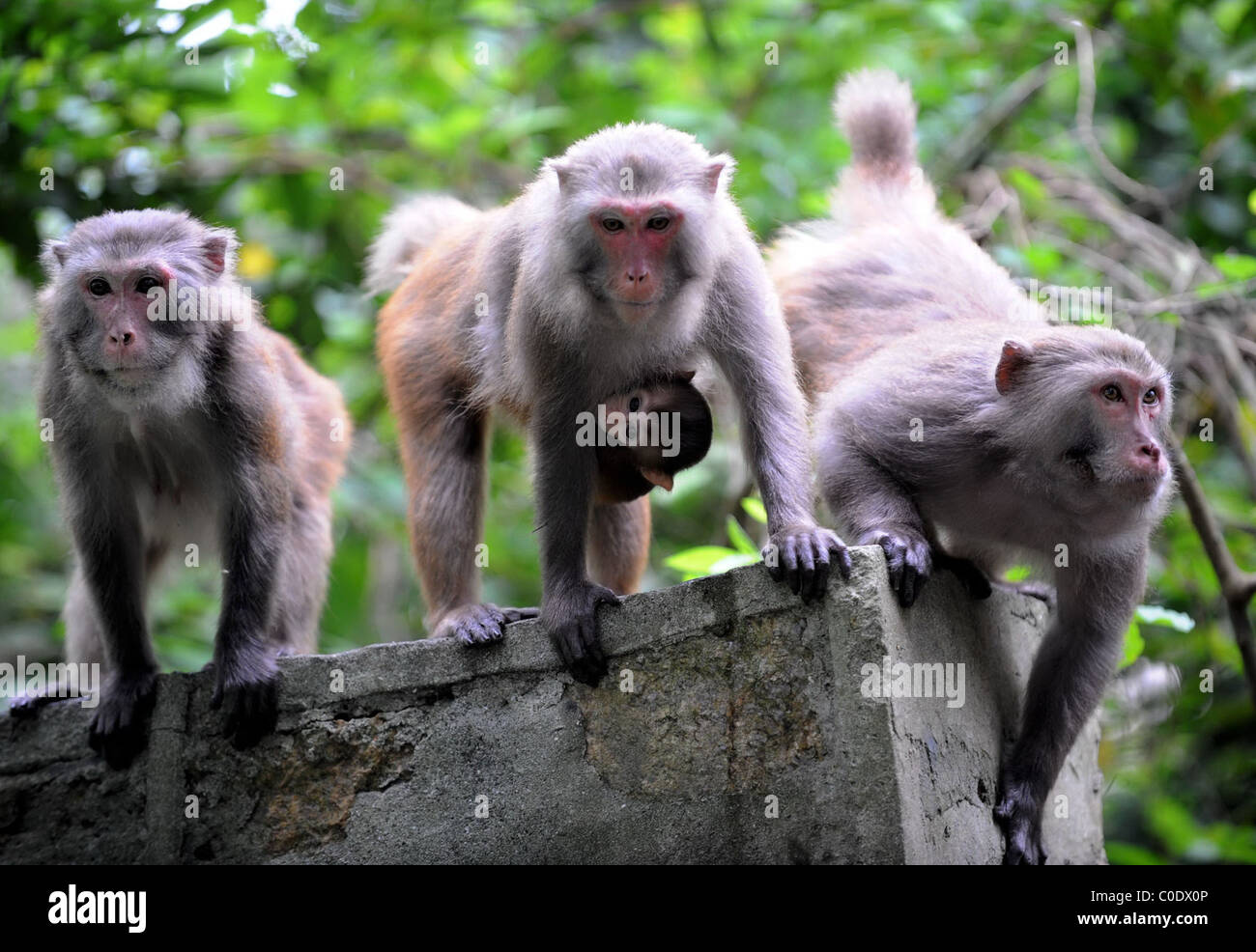MONKEY BUSINESS A family of monkeys explore their new home. The wild ...