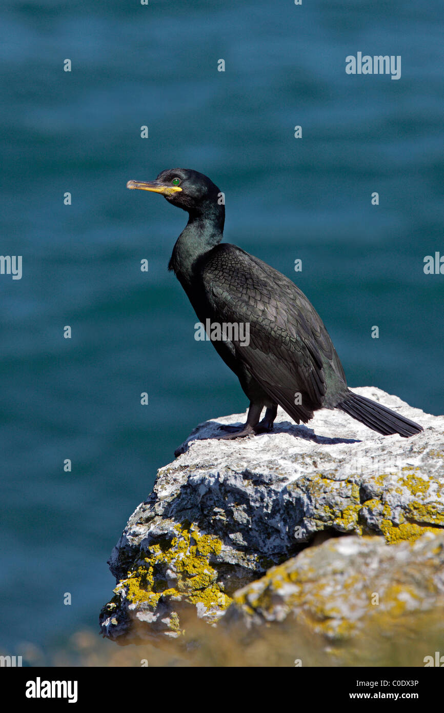 Shag bird uk hi-res stock photography and images - Alamy