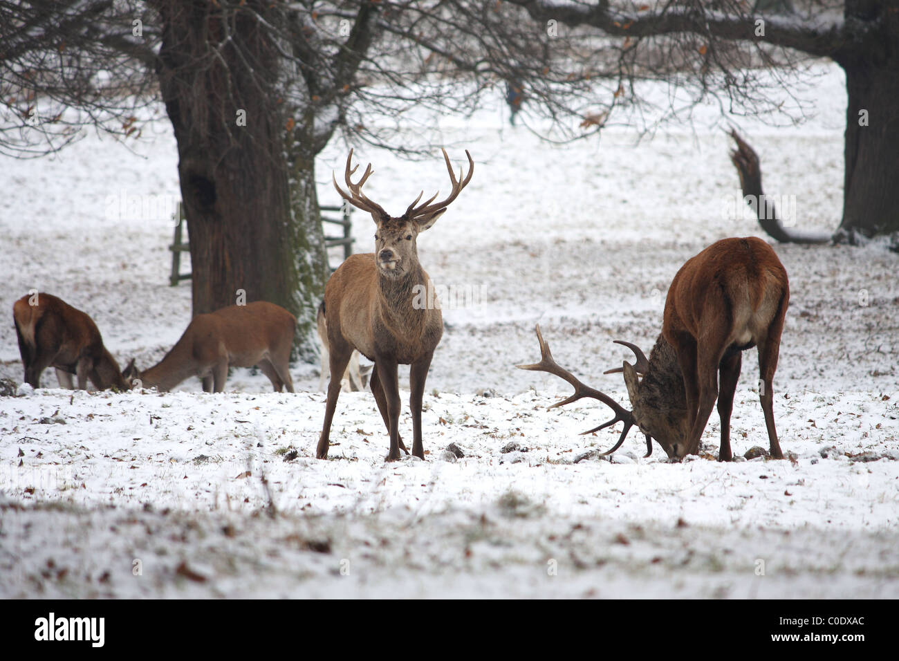 Stag in the snow hi-res stock photography and images - Alamy