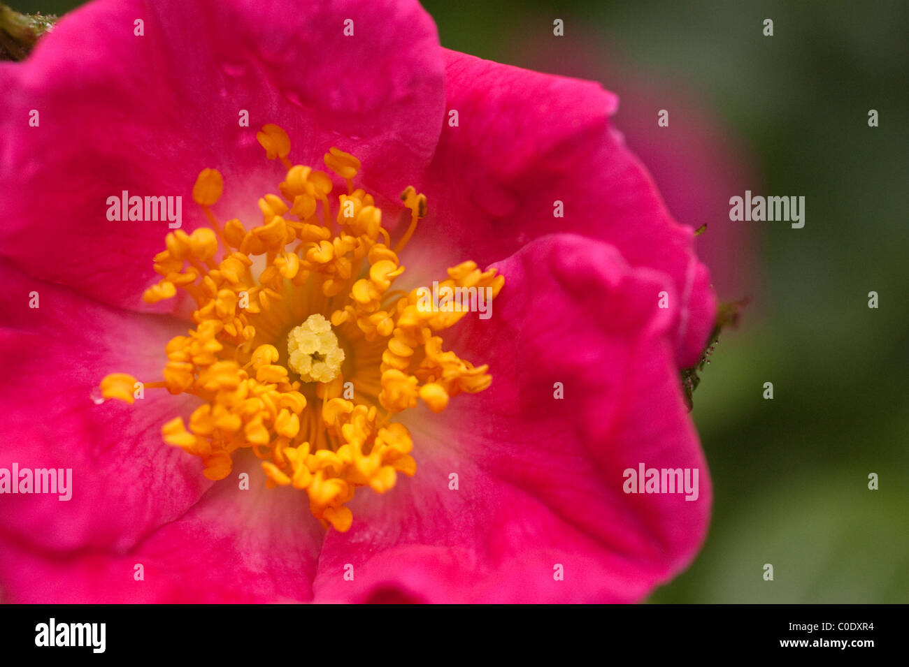 A wild Rose flower Stock Photo - Alamy