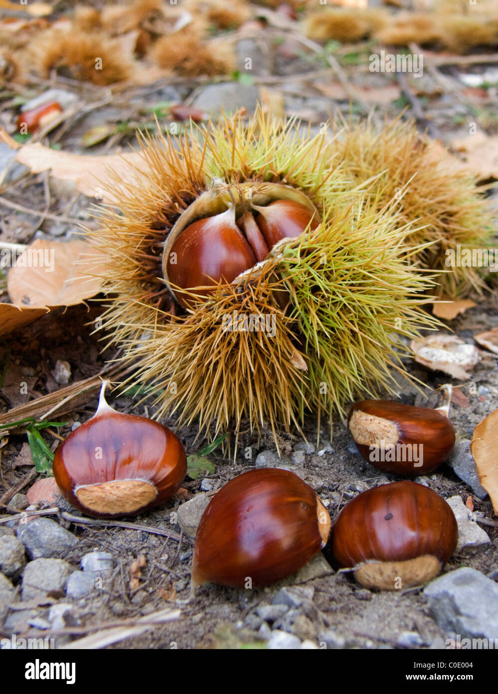 chestnut outdoor close up Stock Photo - Alamy
