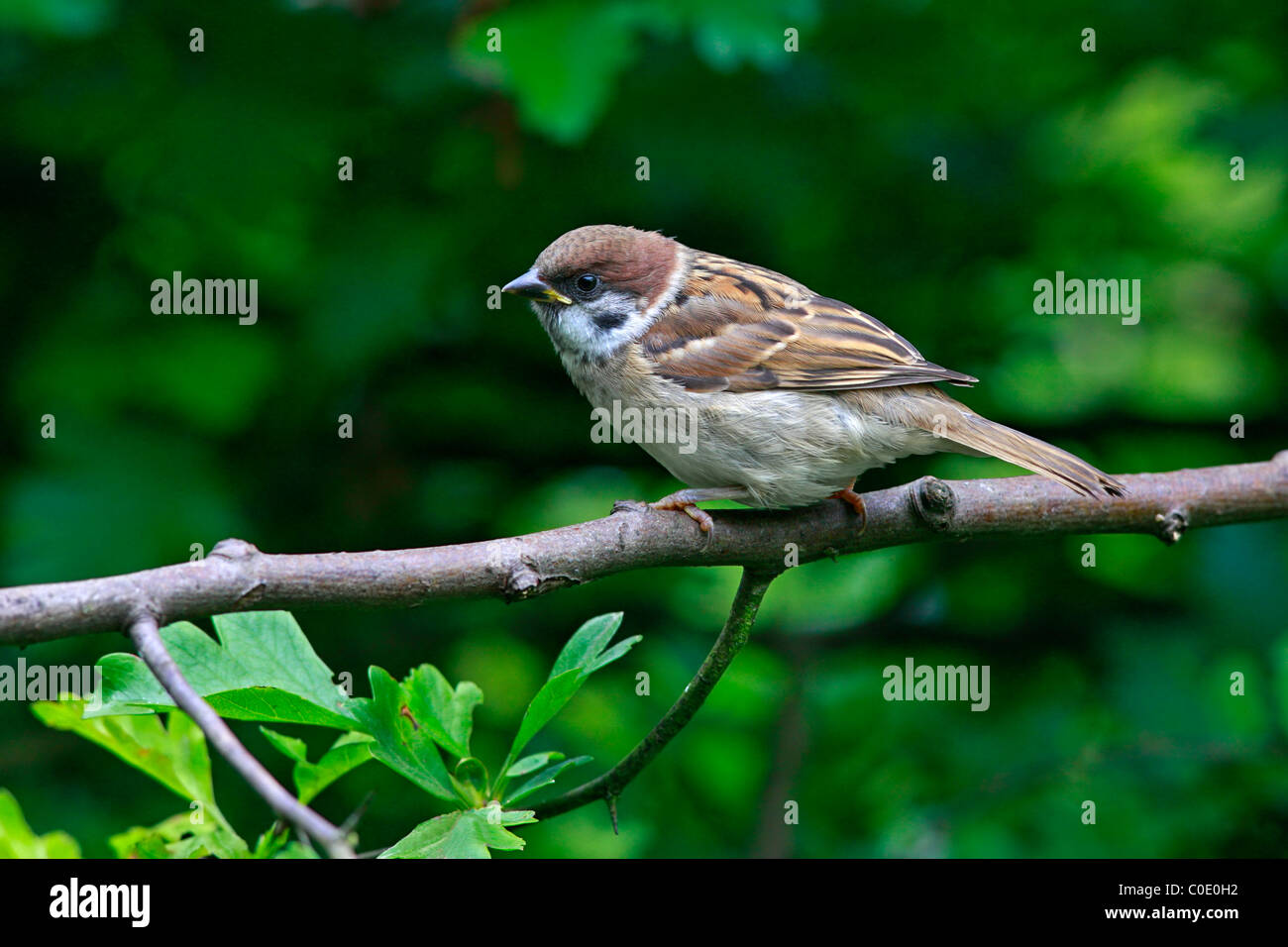 Juvenile tree sparrow hi-res stock photography and images - Alamy