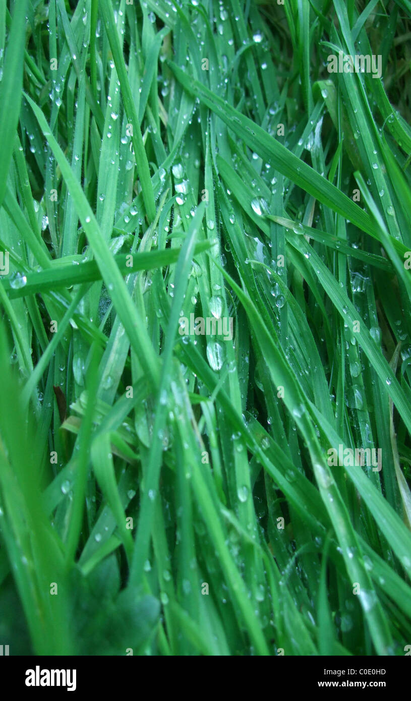 Individual blades of grass hi-res stock photography and images - Alamy