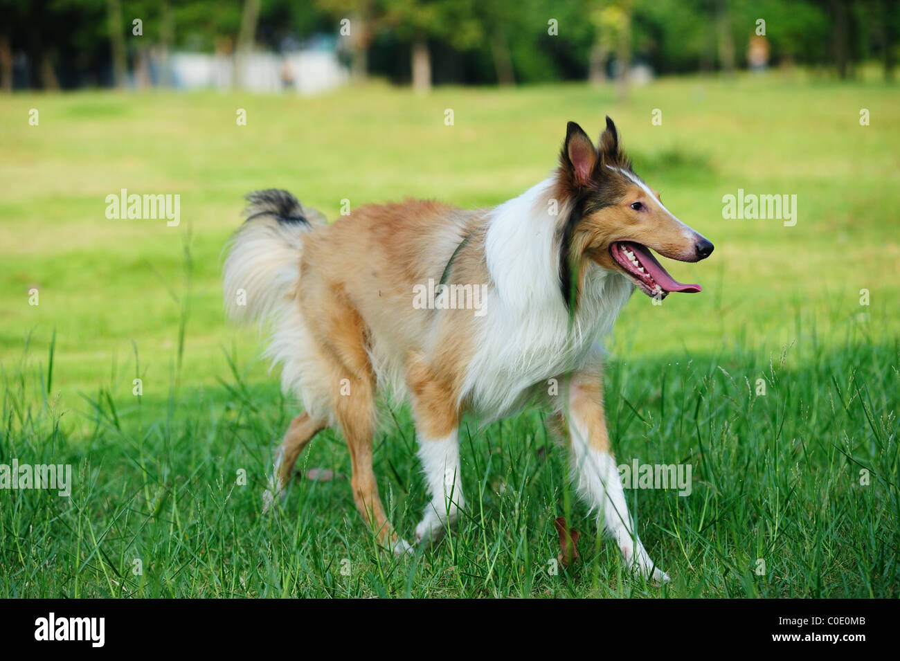 Rough hairy hi-res stock photography and images - Alamy