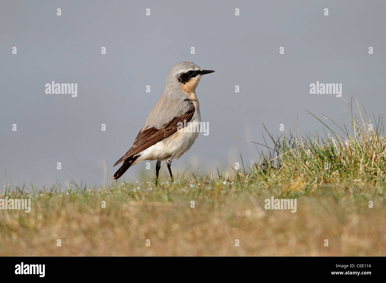 England moorland bird hi-res stock photography and images - Alamy