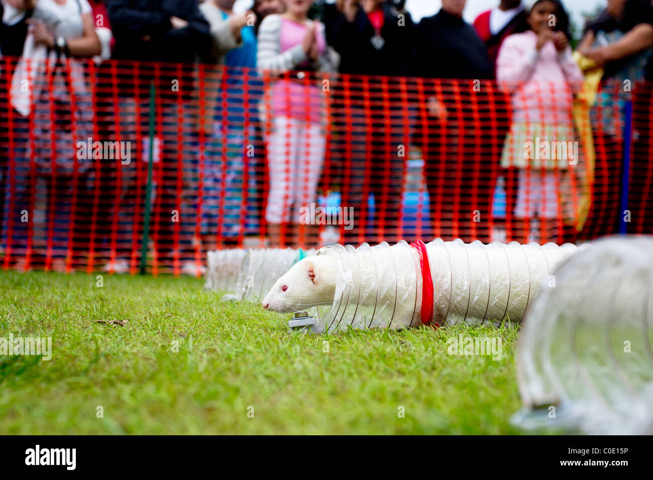 Ferret racing on the Glede part of local country pursuits show Stock ...