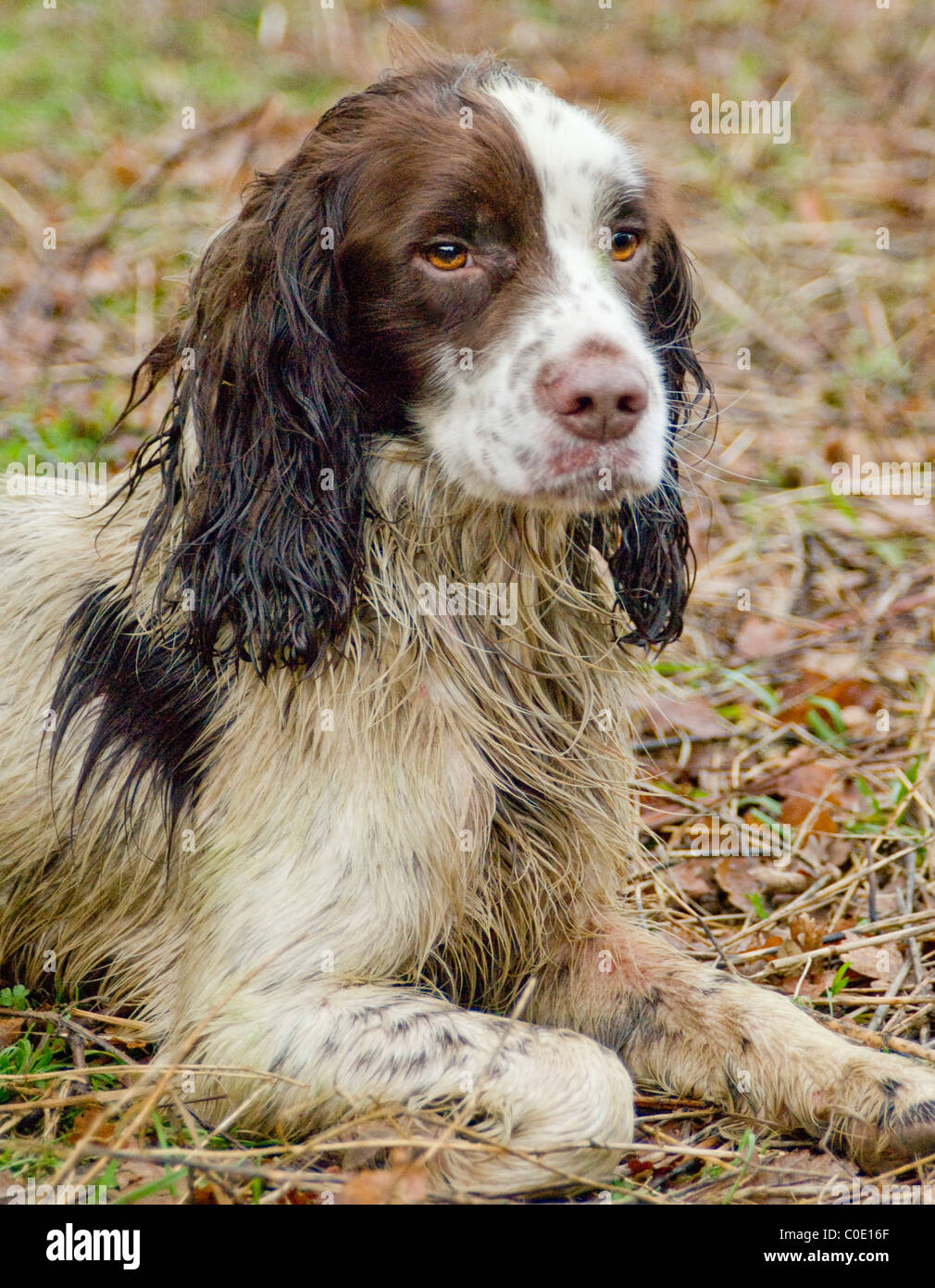 Springer spaniel and owner hi-res stock photography and images - Alamy