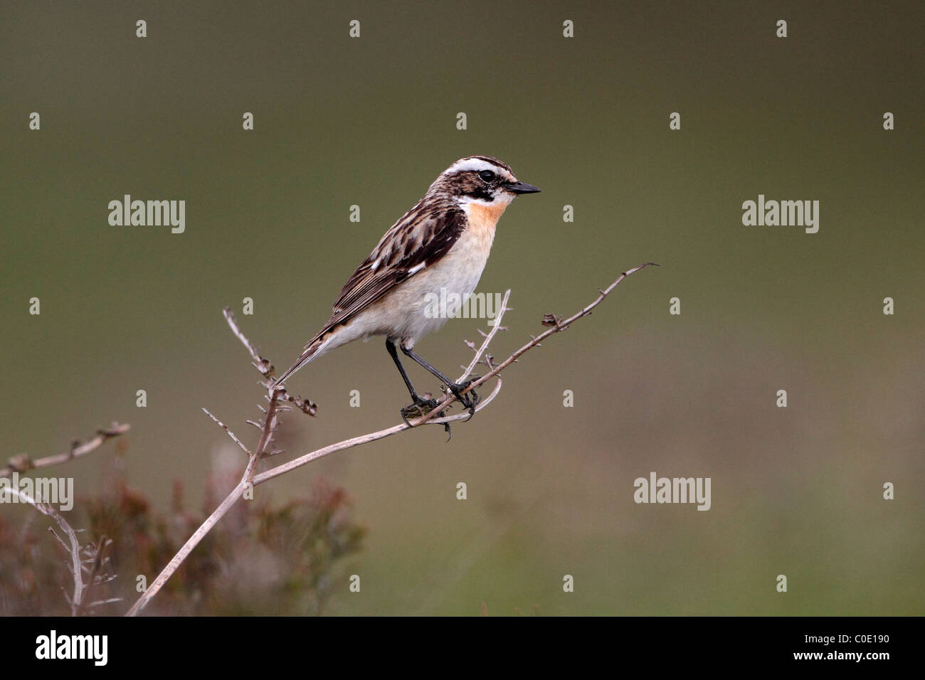 England moorland bird hi-res stock photography and images - Alamy