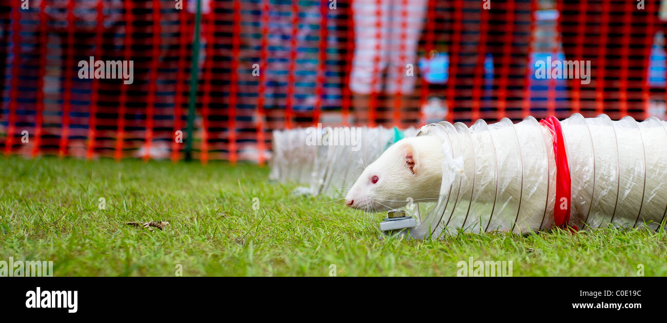 Ferret racing on the Glede part of local country pursuits show Stock ...