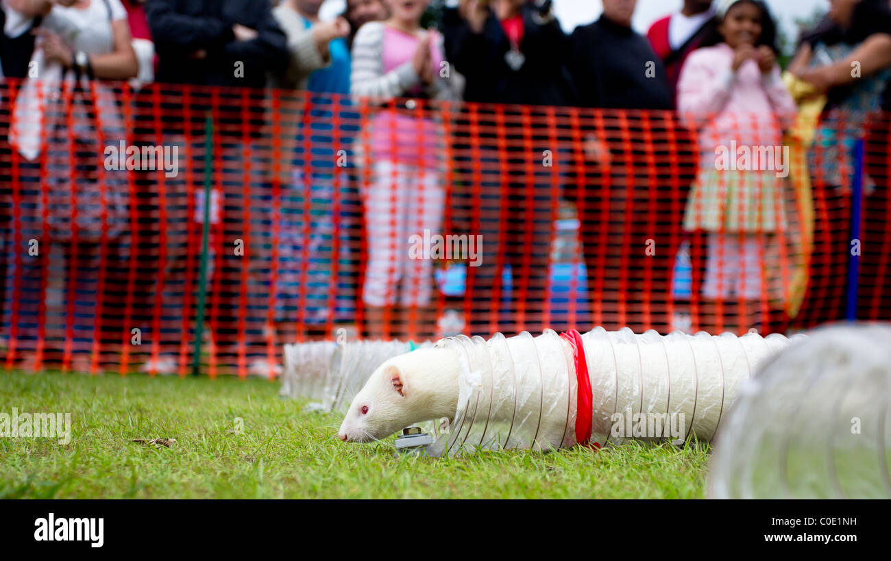 Ferret racing on the Glede part of local country pursuits show Stock ...