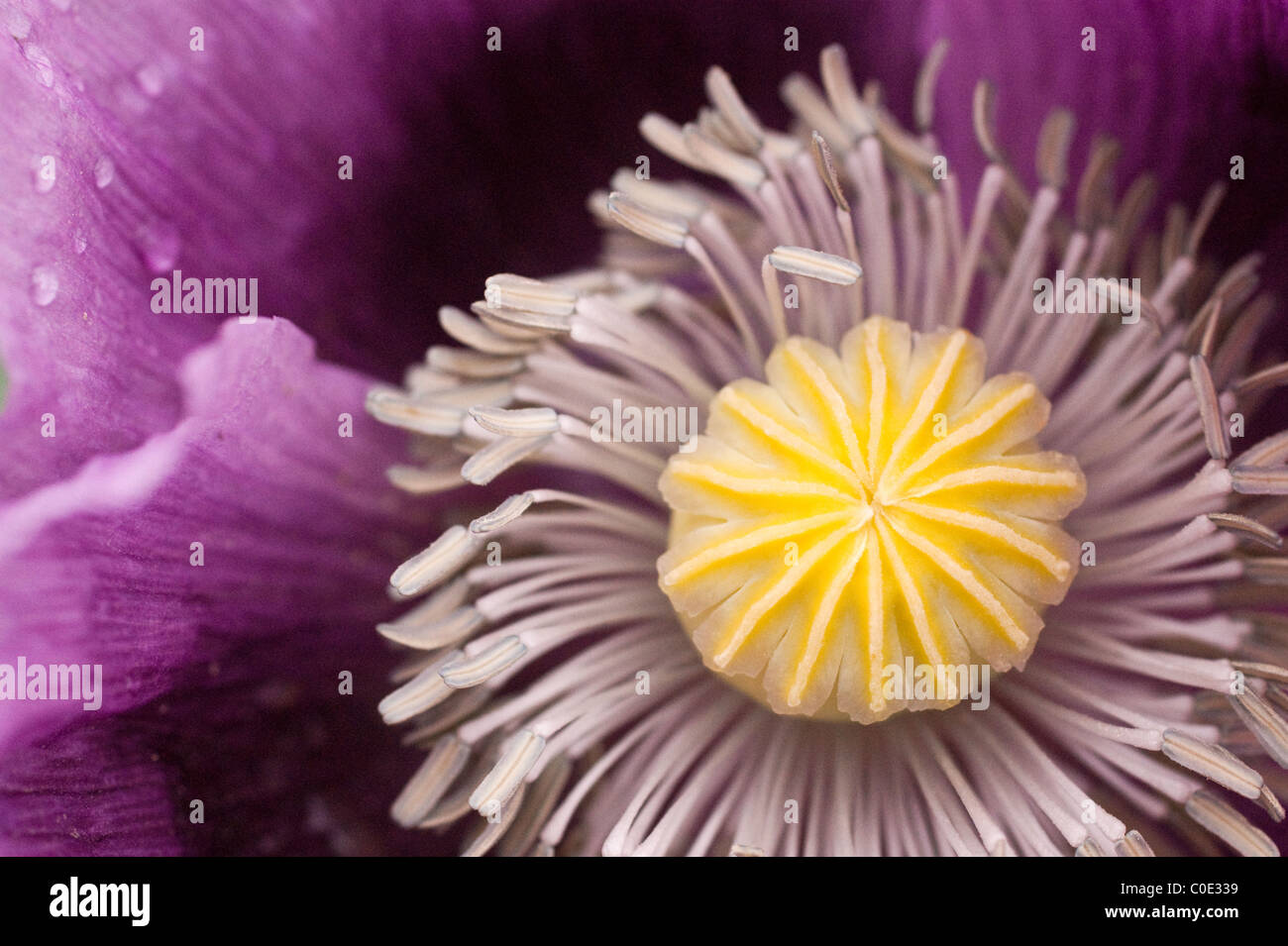 A macro view of a poppy flower Stock Photo - Alamy