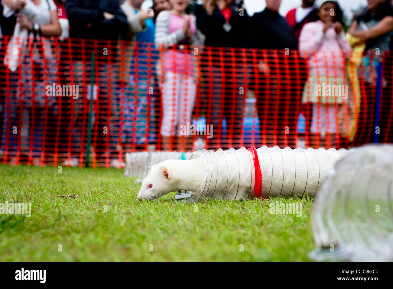 Ferret racing on the Glede part of local country pursuits show Stock ...