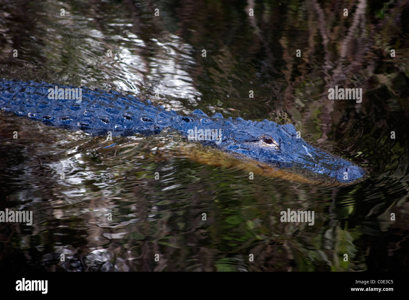 Alligator, Alligator mississippiensis, Pelican Bay, Naples, Florida ...