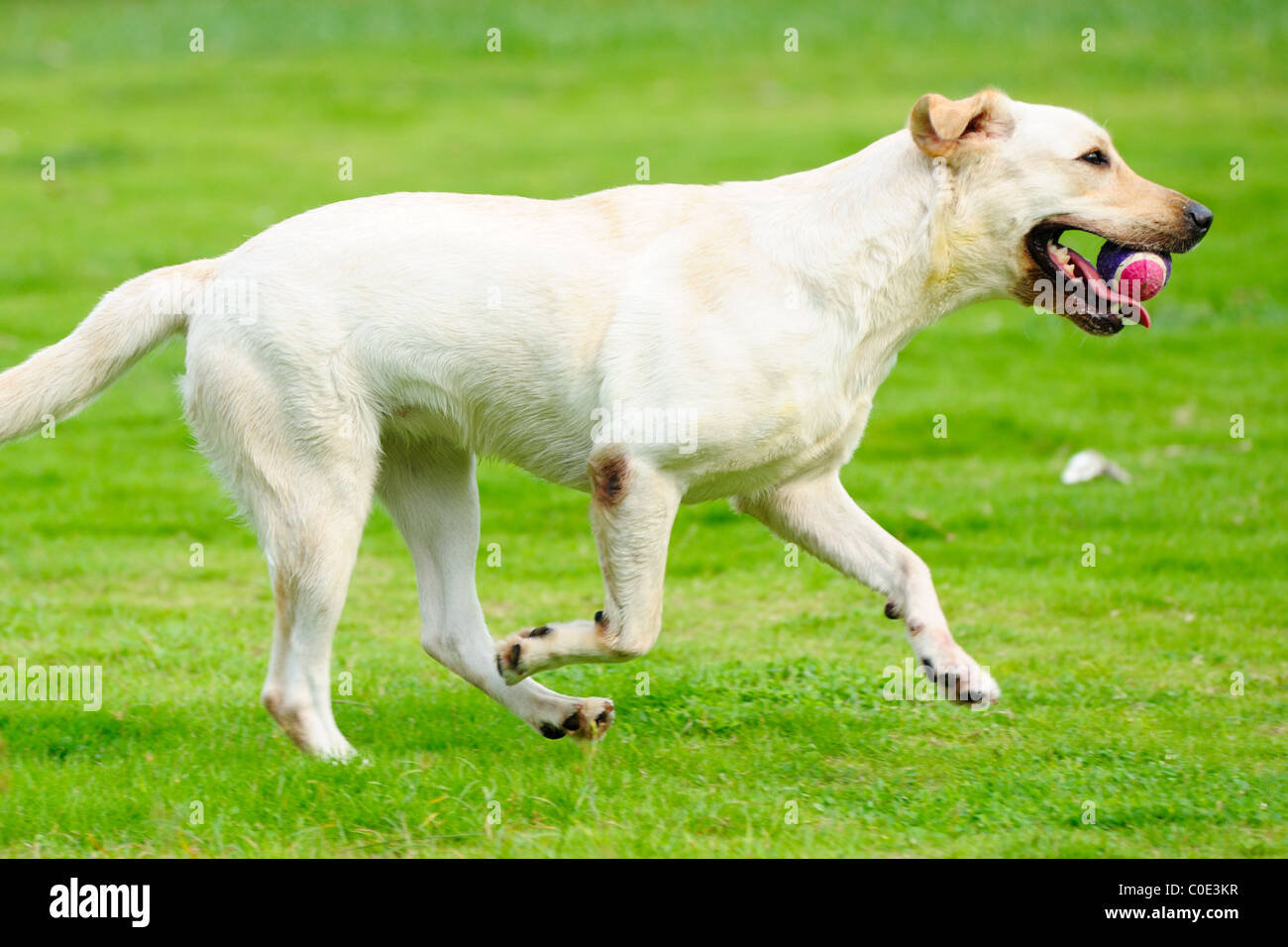 Run with pet hi-res stock photography and images - Alamy