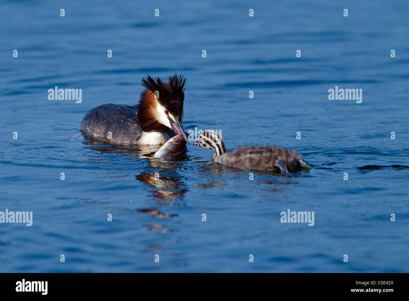 Great Crested Grebe / Podiceps cristatus Stock Photo - Alamy