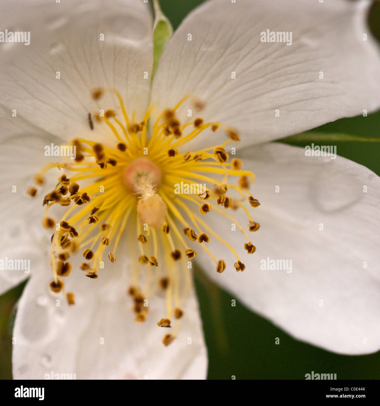 A macro view of a Quince flower with raindrops Stock Photo - Alamy